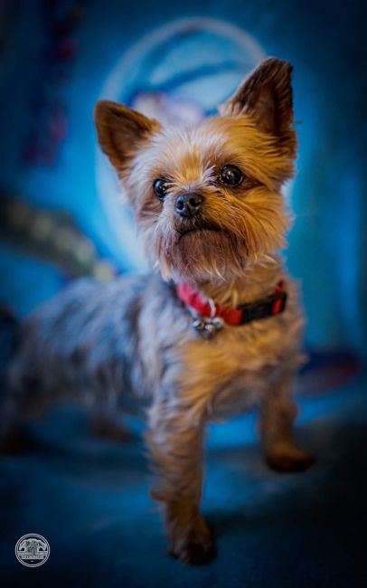 Berta i Pixelka - pies do adopcji Warszawa | Zoodoptuj.pl