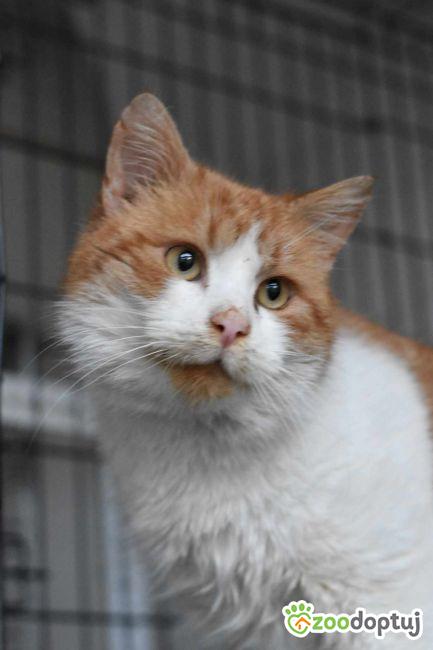 Bass - Rudy Olbrzym - kot do adopcji Toruń | Zoodoptuj.pl
