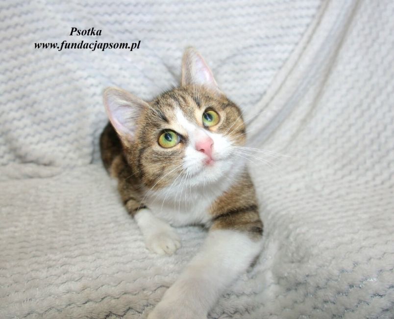 Psotka - pies do adopcji Nowy Dwór Mazowiecki | Zoodoptuj.pl