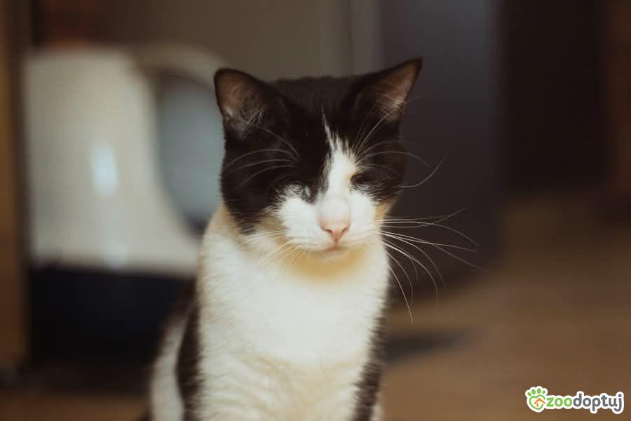 Paluszek - kot do adopcji Łódź | Zoodoptuj.pl