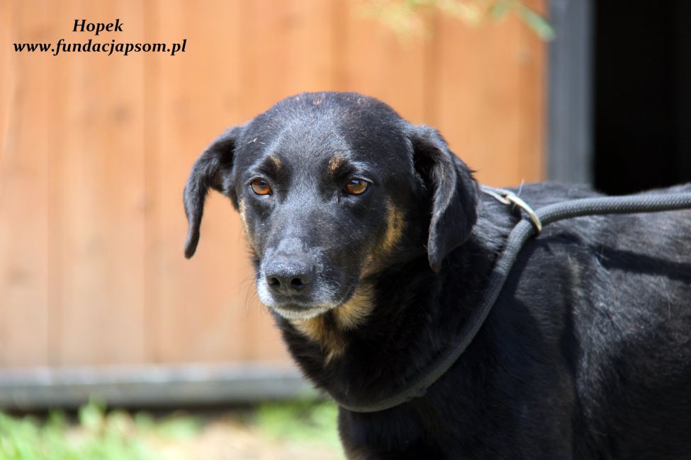 Hopek - pies do adopcji Nowy Dwór Mazowiecki | Zoodoptuj.pl