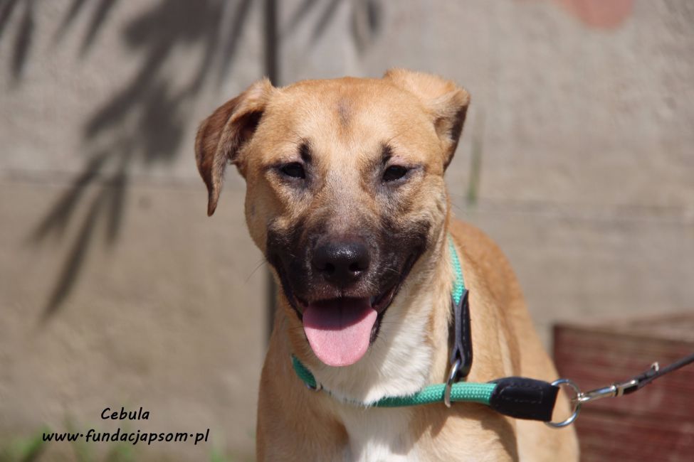 Cebula - pies do adopcji Nowy Dwór Mazowiecki | Zoodoptuj.pl