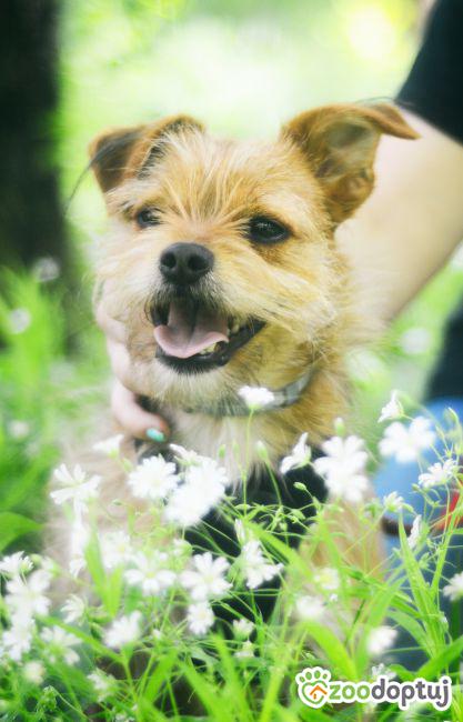 Daisy - pies do adopcji Milanówek | Zoodoptuj.pl