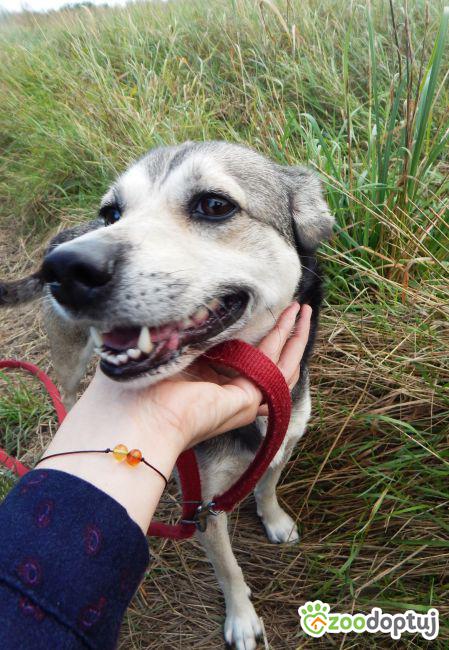 Tosia - pies do adopcji Stargard | Zoodoptuj.pl
