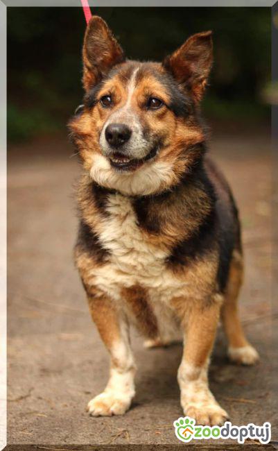 Dugi - pies do adopcji Olsztyn | Zoodoptuj.pl