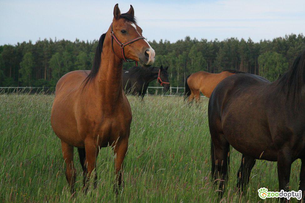 Hugo - kon do adopcji Piskorzyna | Zoodoptuj.pl