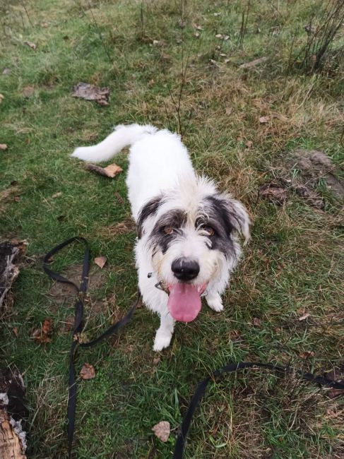 Reks - pies do adopcji Warszawa | Zoodoptuj.pl