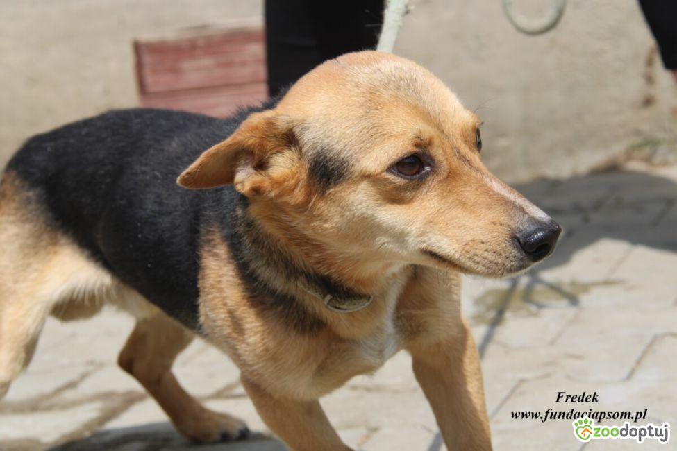 Fredek - pies do adopcji Nowy Dwór Mazowiecki | Zoodoptuj.pl