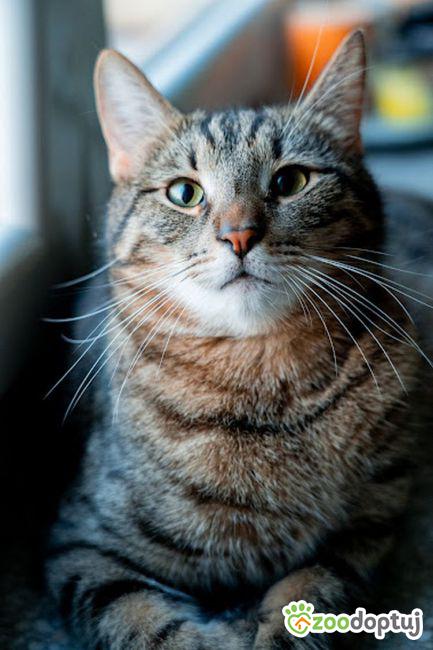 Kubuś - kot do adopcji Kraków | Zoodoptuj.pl