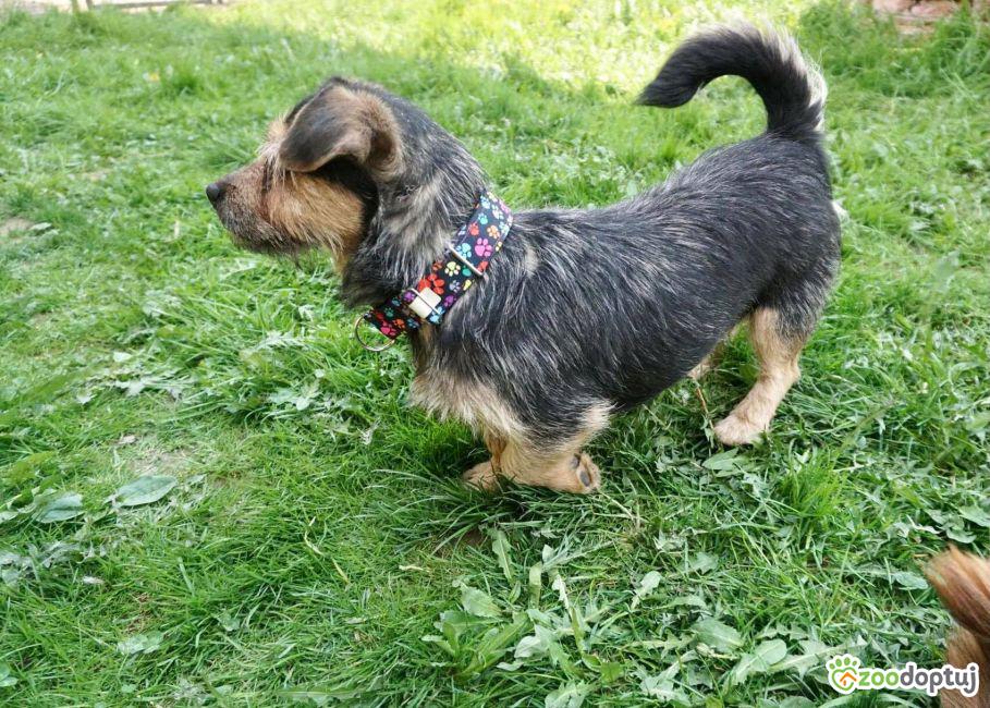 PIPPI - pies do adopcji Mielec | Zoodoptuj.pl