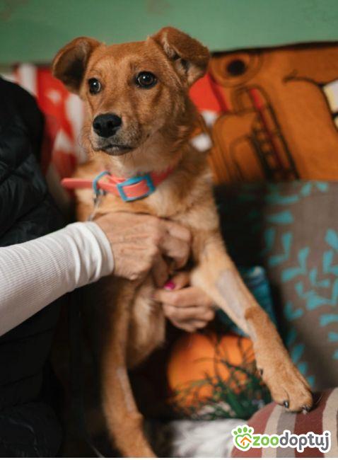 Daisy - pies do adopcji WARSZAWA | Zoodoptuj.pl