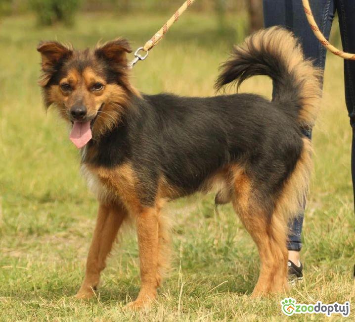PIMPEK - pies do adopcji Poznań | Zoodoptuj.pl
