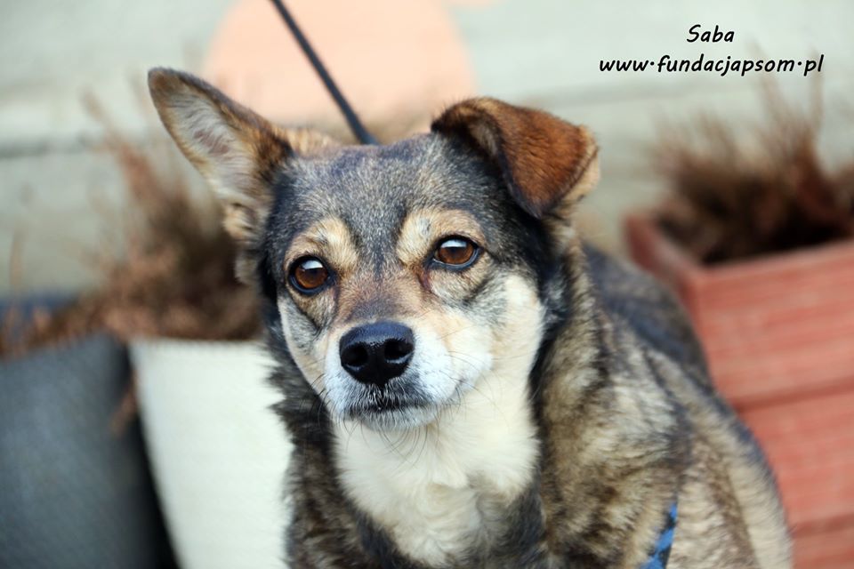 Saba - pies do adopcji Nowy Dwór Mazowiecki | Zoodoptuj.pl