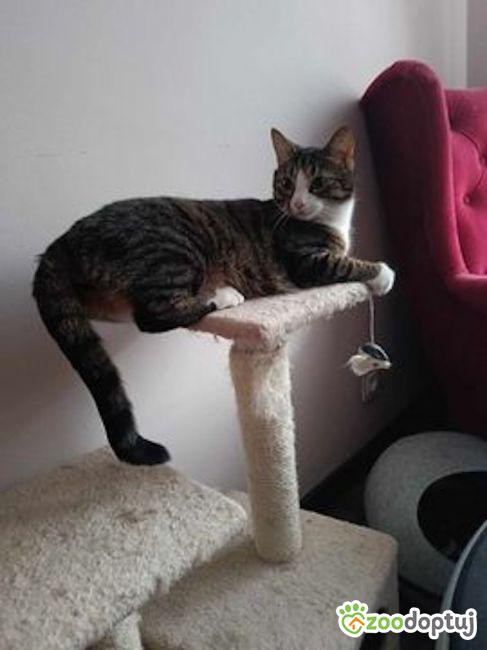 Filip - kot do adopcji Gdańsk | Zoodoptuj.pl