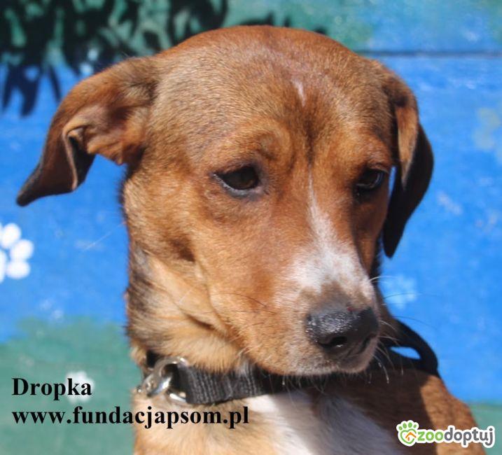 Dropka - pies do adopcji Nowy Dwór Mazowiecki | Zoodoptuj.pl