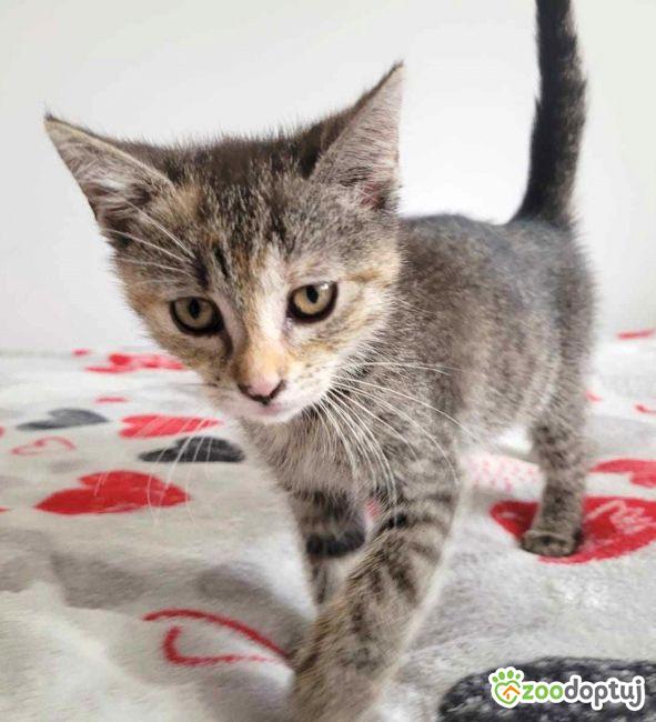 koko - kot do adopcji Wieluń | Zoodoptuj.pl