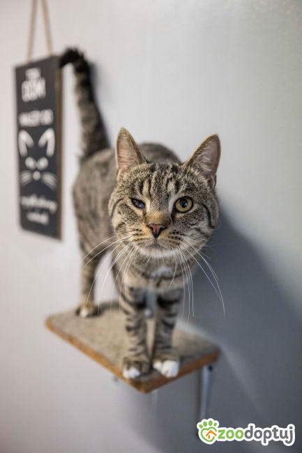 Żbik - kot do adopcji Warszawa | Zoodoptuj.pl