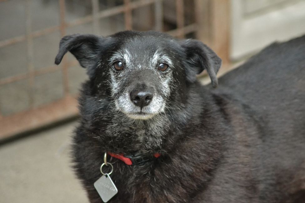 Henio - pies do adopcji Mielec | Zoodoptuj.pl