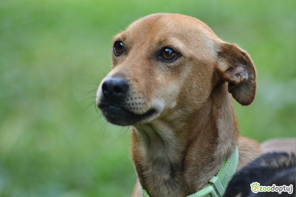 Fox - pies do adopcji Mielec | Zoodoptuj.pl