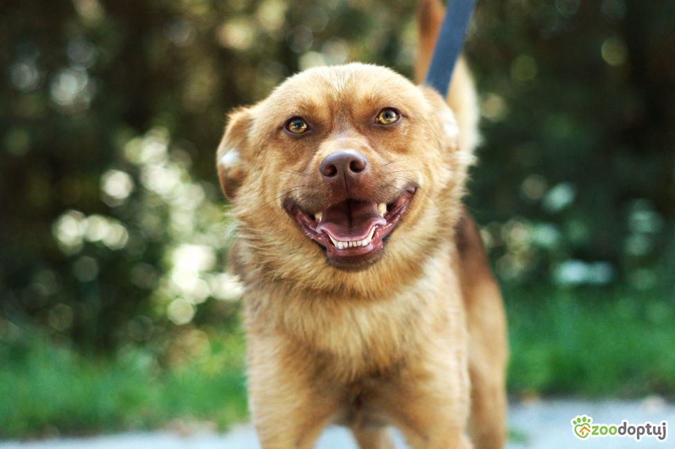 GAMGI - pies do adopcji Bielsko-Biała | Zoodoptuj.pl