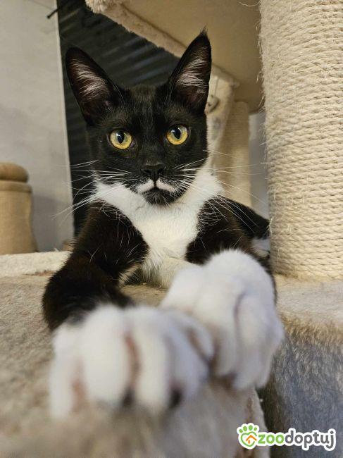 Filip - kot do adopcji Warszawa | Zoodoptuj.pl