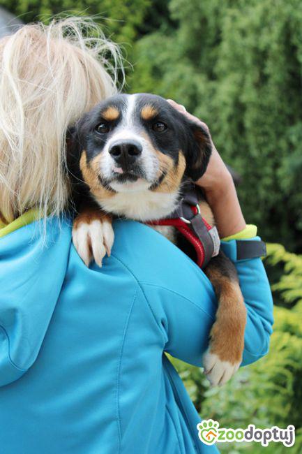 Bobik - pies do adopcji Sieradz | Zoodoptuj.pl