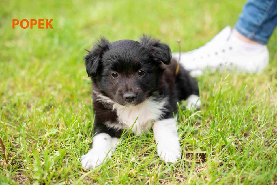 POPEK - pies do adopcji Głowno | Zoodoptuj.pl