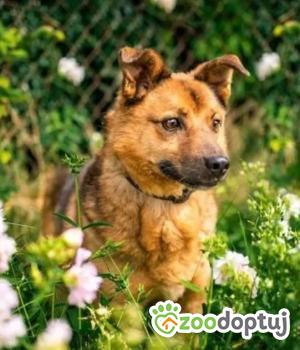 Florka - pies do adopcji Warszawa | Zoodoptuj.pl